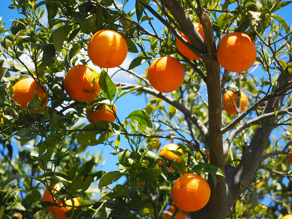 Florida Citrus Fruit Dealer Bond | Surety Bond Authority